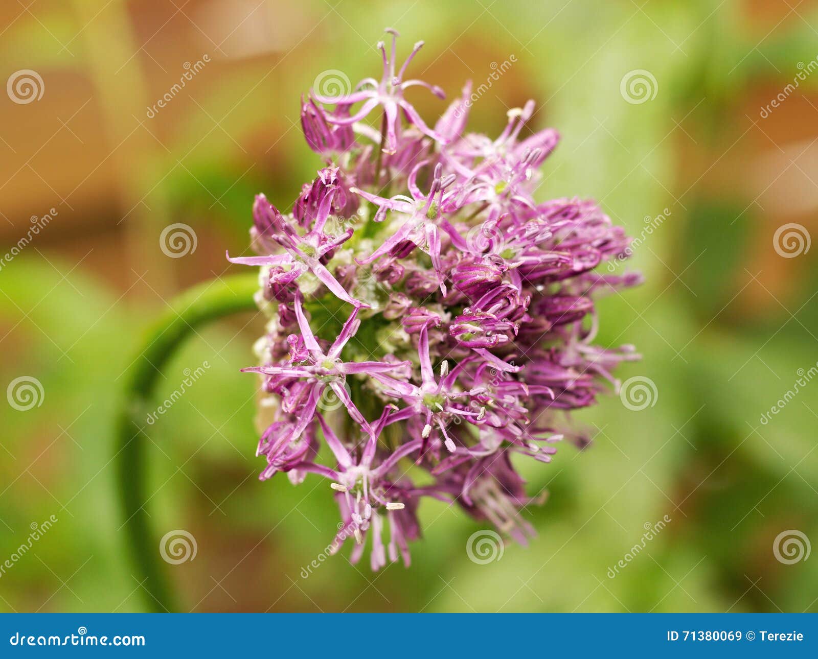 Ornamental garlic stock image. Image of fragrance, nature - 71380069