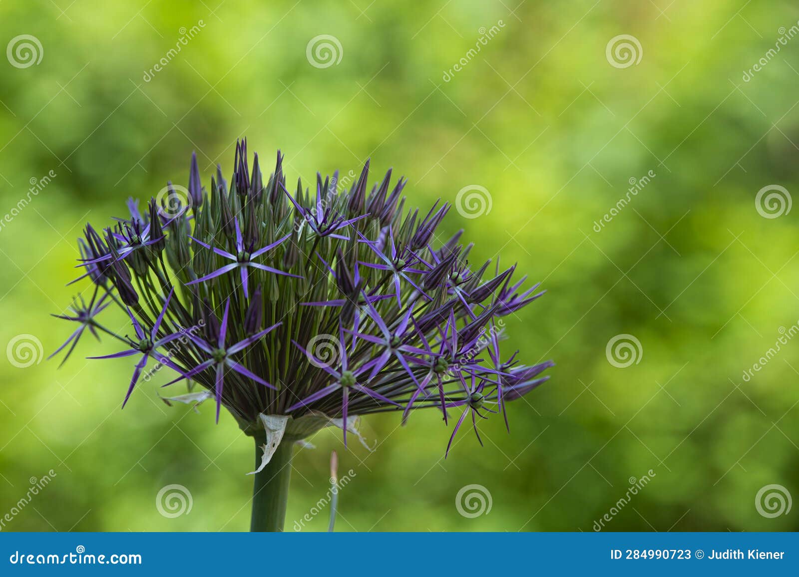 Ornamental Garlic Umbel with the First Opened Blossoms Stock Image ...