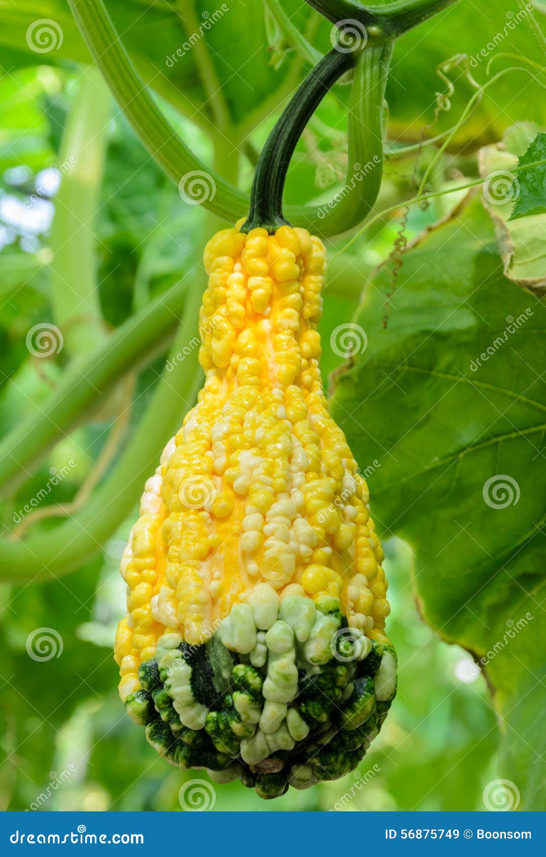 Ornamental Gourd on Its Tree Stock Image - Image of ornamental, harvest ...
