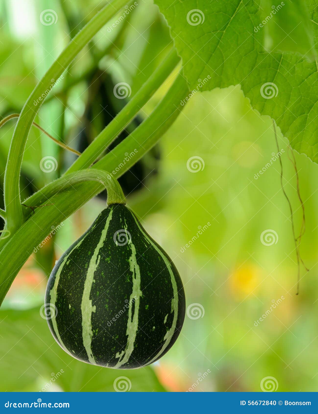 Ornamental Gourd on Its Tree Stock Photo - Image of plant, ripe: 56672840