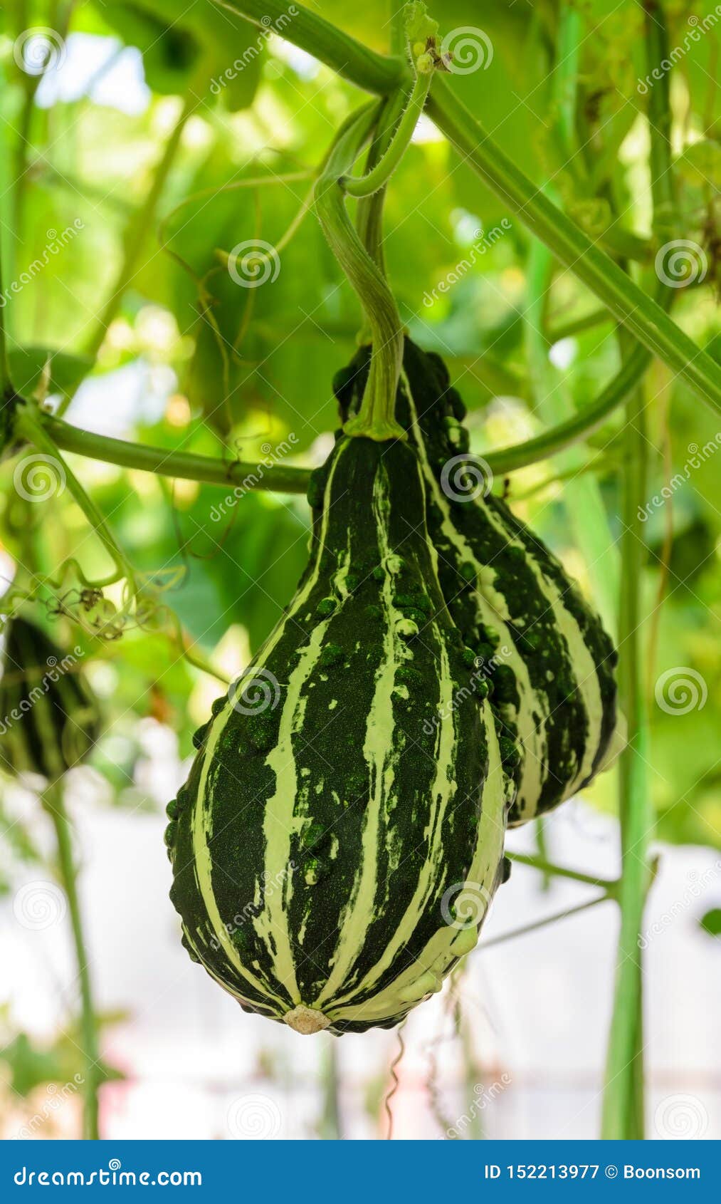 Ornamental Gourd on Its Tree Stock Image - Image of crop, gourd: 152213977