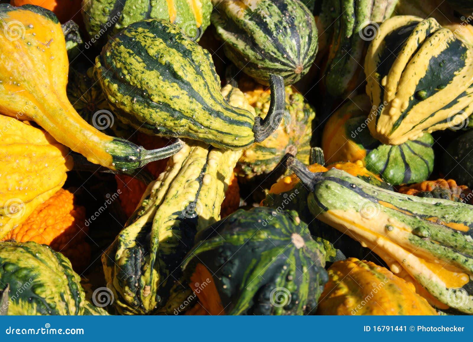 Ornamental gourds stock image. Image of colorful, autumn - 16791441