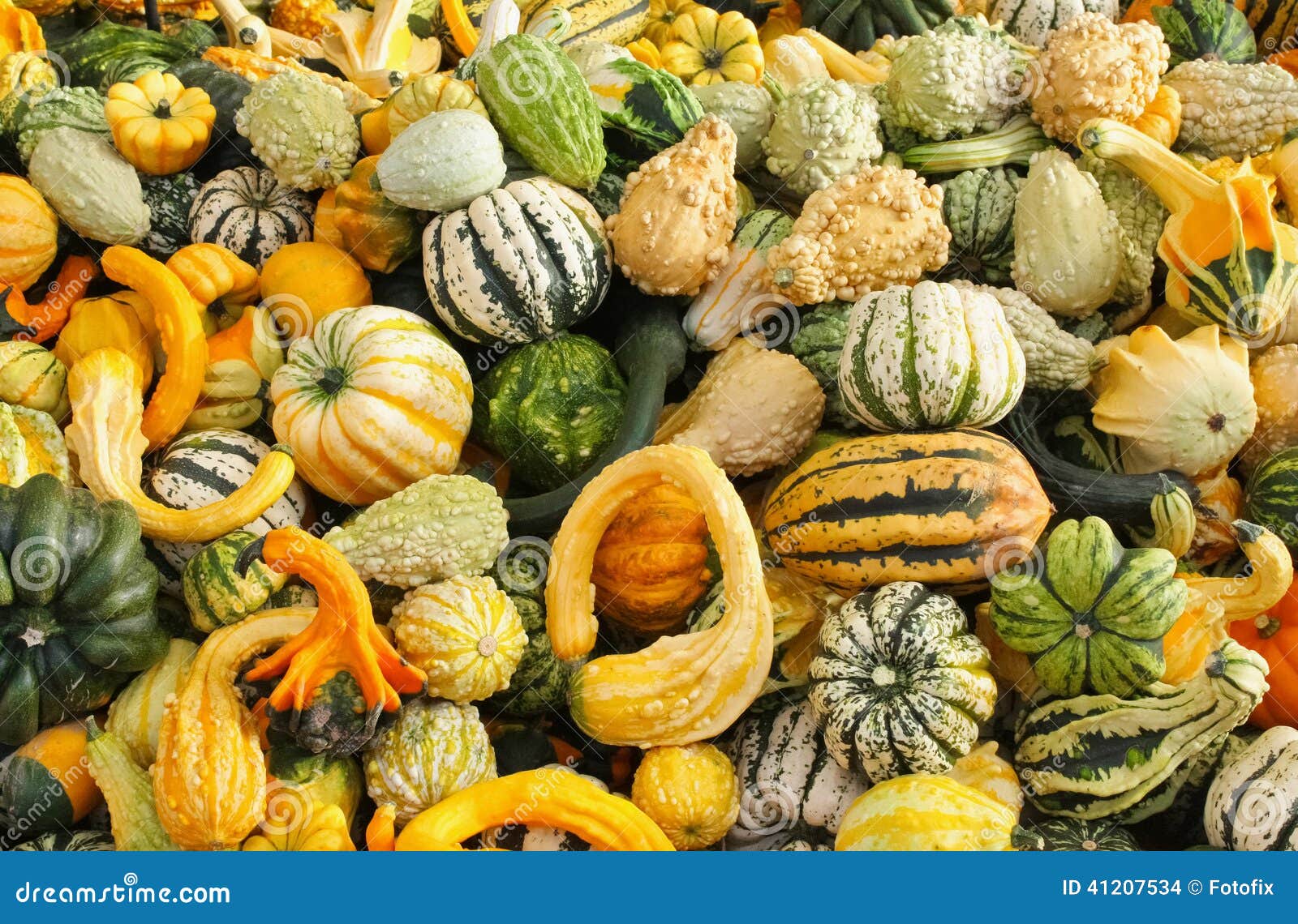 Ornamental gourds stock photo. Image of decorations, season - 41207534