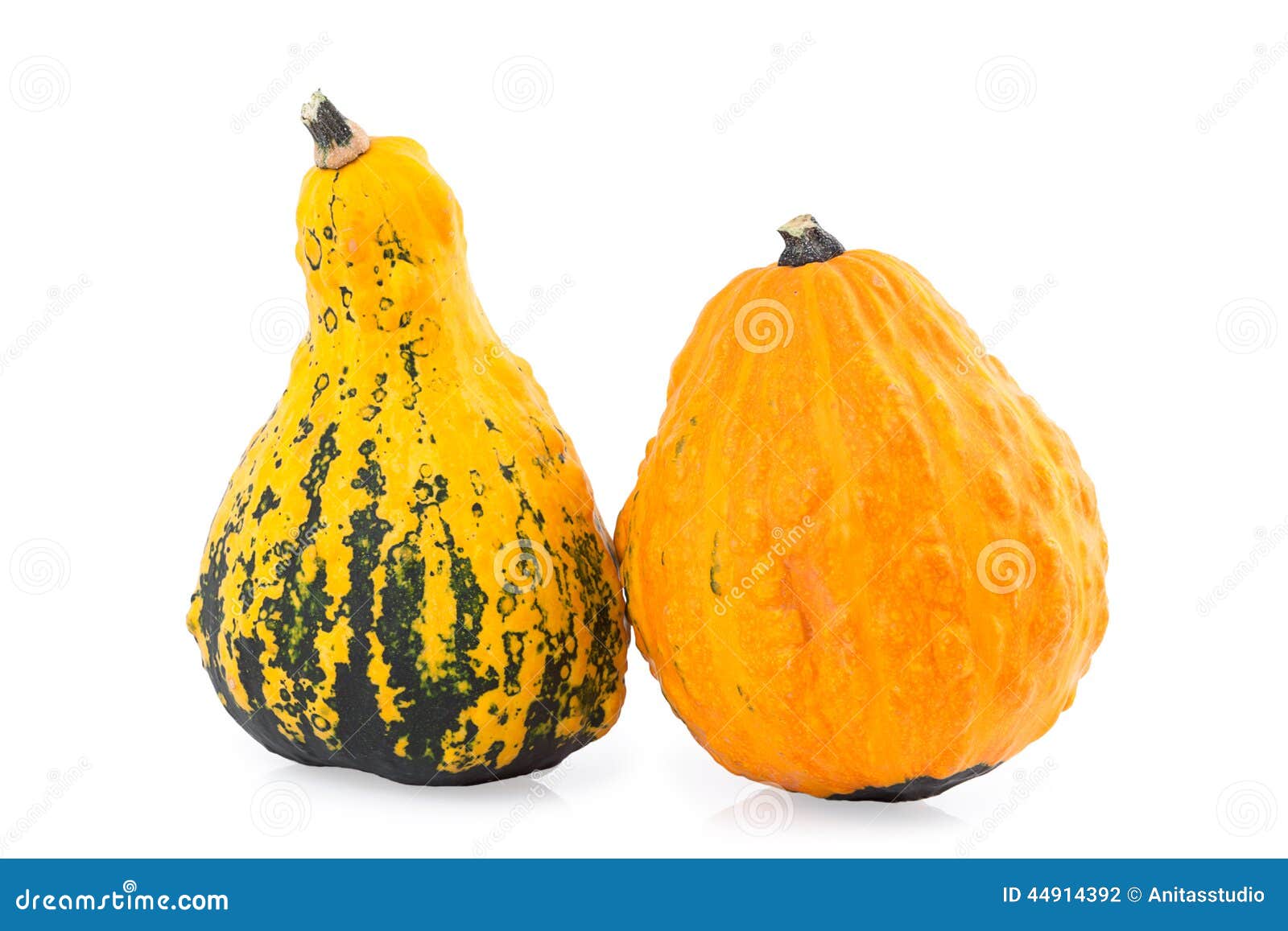 Ornamental Gourds stock photo. Image of fresh, gourds - 44914392