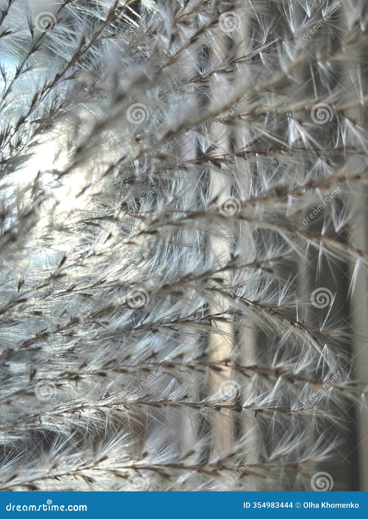 Delicate Ornamental Grass Illuminated by Sunlight: Soft and Airy ...
