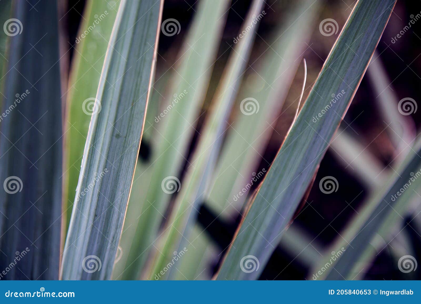 Background from Blue Grass in Nature. Stock Image - Image of garden ...