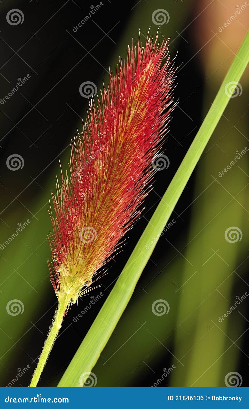 Ornamental Grass, Red Buttons (Pennisetum) Stock Photo - Image of ...