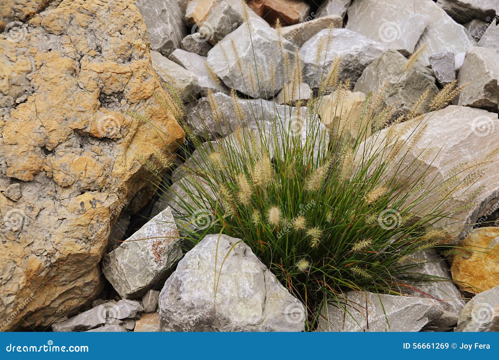 Ornamental Grass and Rock Garden Stock Image - Image of plumes, brown ...