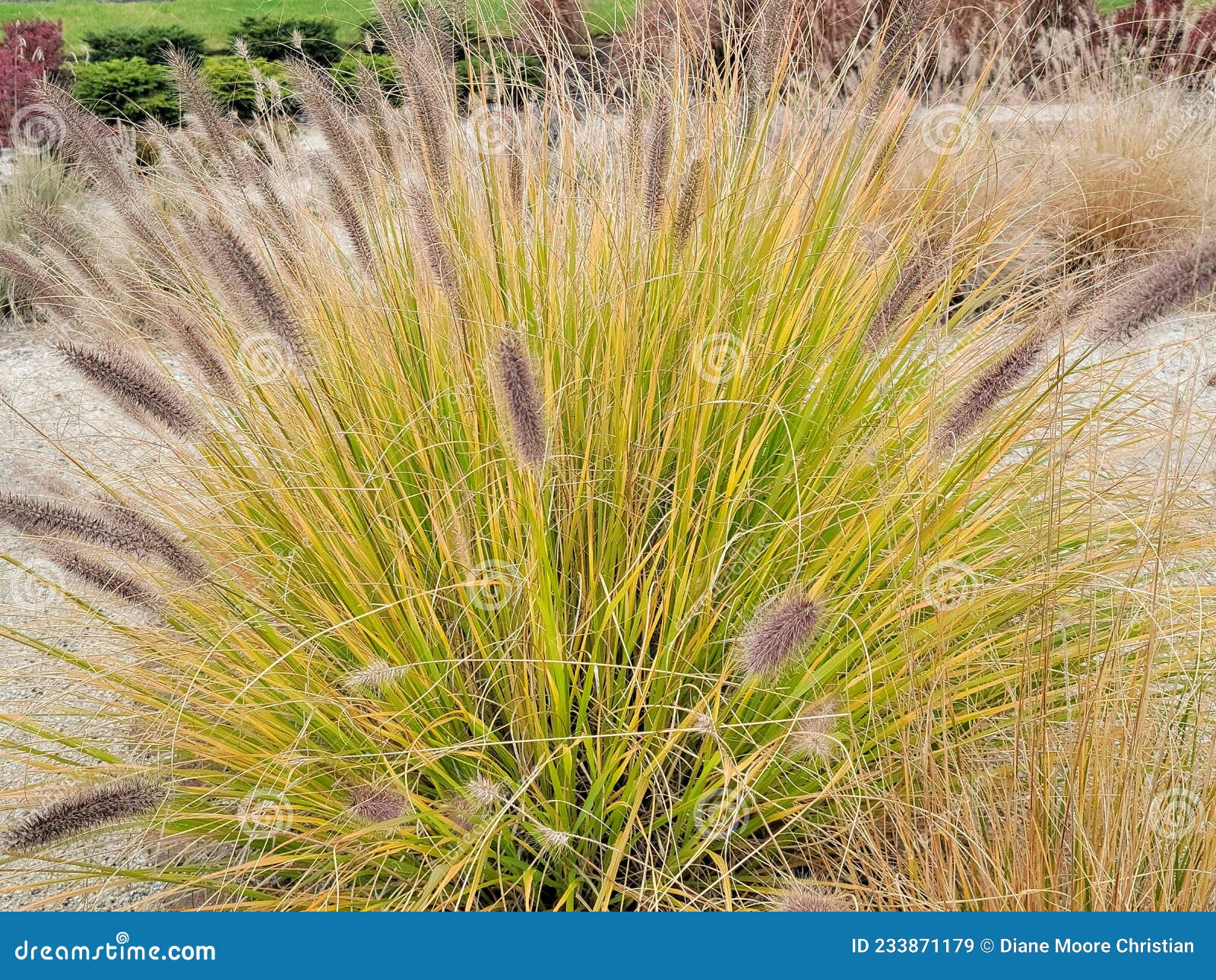 Ornamental Grass Zen Garden Stock Image - Image of garden, meadow ...