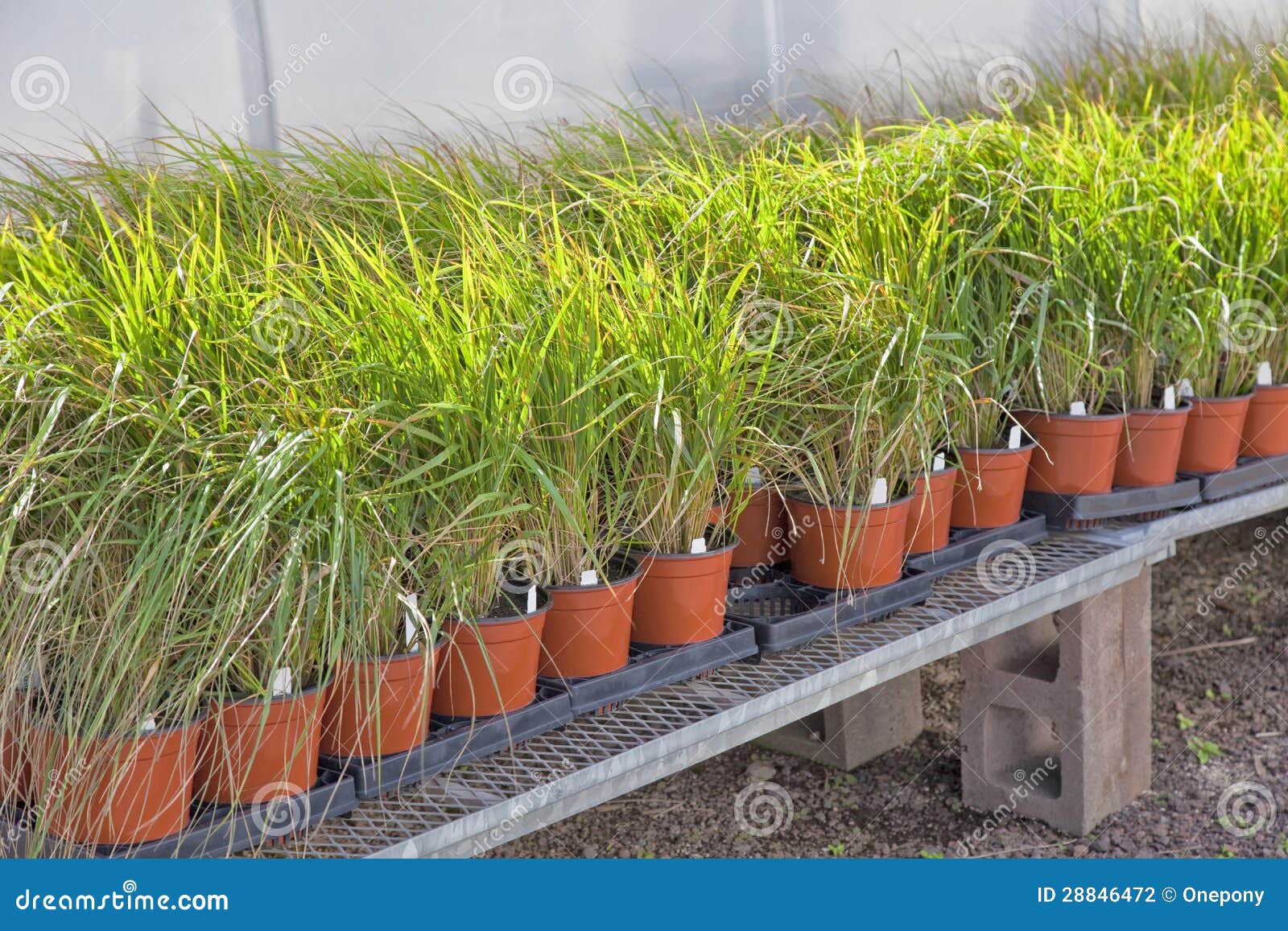 Ornamental Grasses stock photo. Image of dense, gardening - 28846472