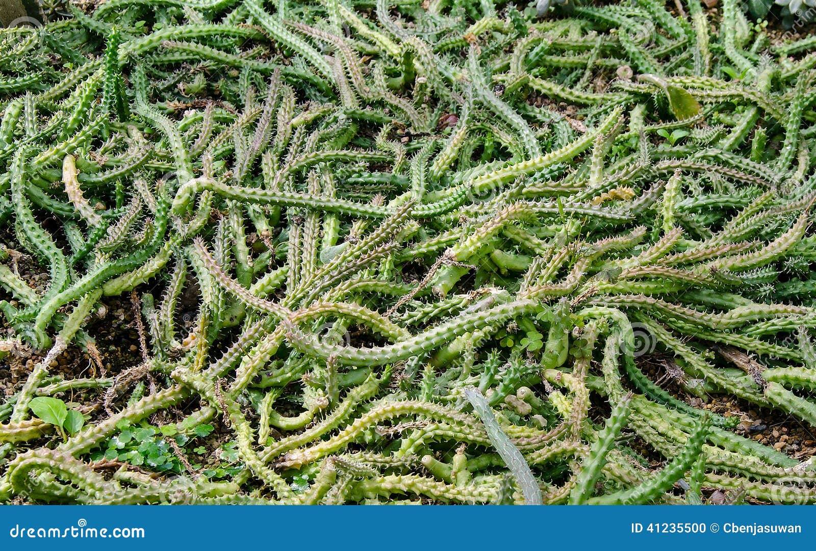 Ornamental Hemp Cactus Look Like Snake Stock Photo - Image of close ...
