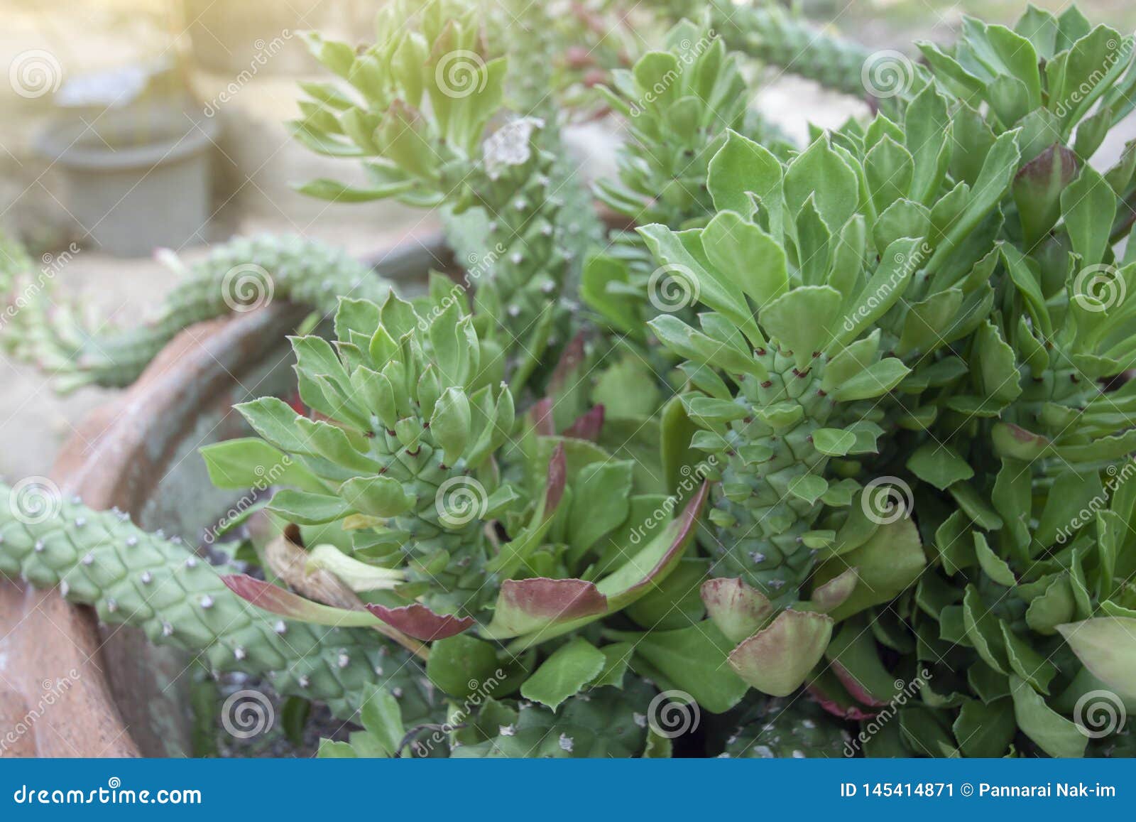 Ornamental Hemp Cacust with Sunlight is the Herb of Thailand. Stock ...