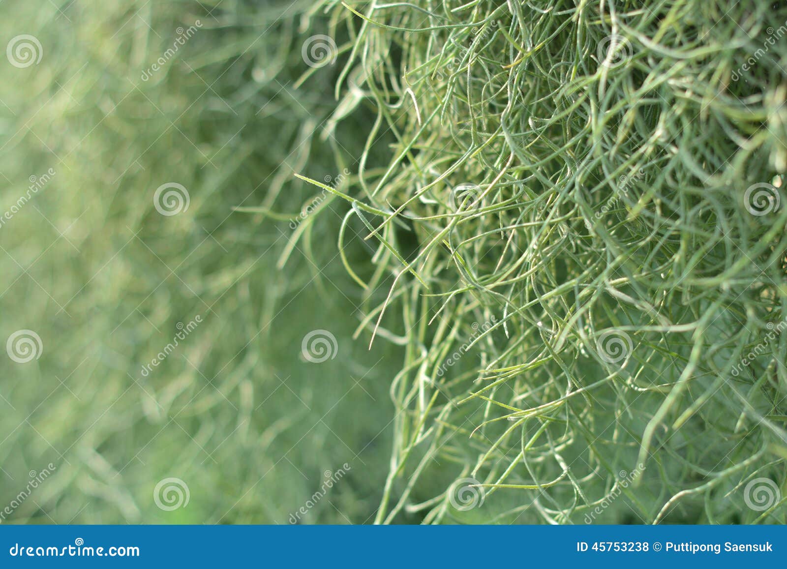 The Ornamental Hermit Popular To Hang. Stock Photo - Image of purple ...
