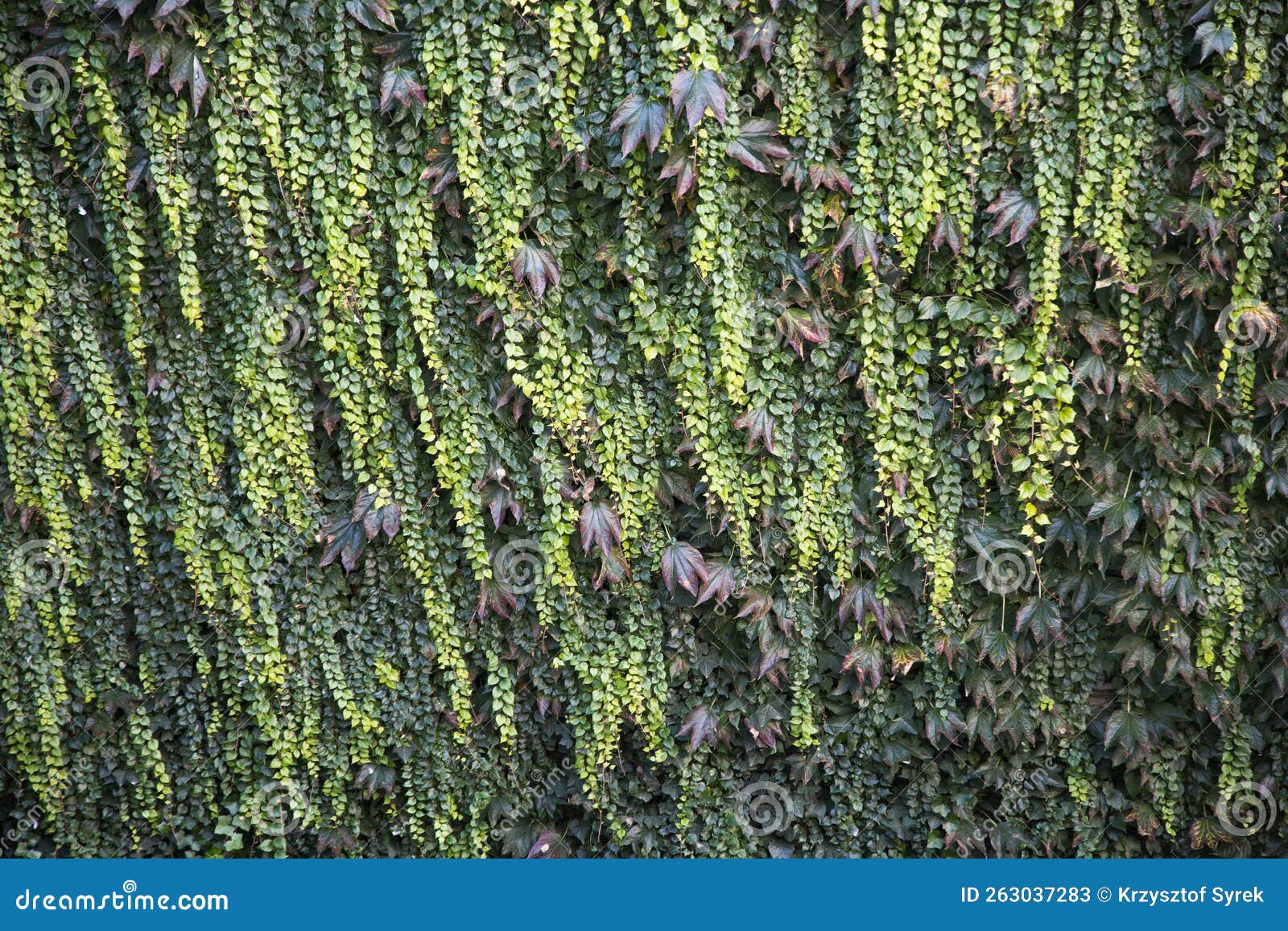 Ornamental Ivy Plant Covering the Entire Wall Stock Image - Image of ... Ornamental Ivy Plant Covering the Entire Wall Stock Image - Image of ...