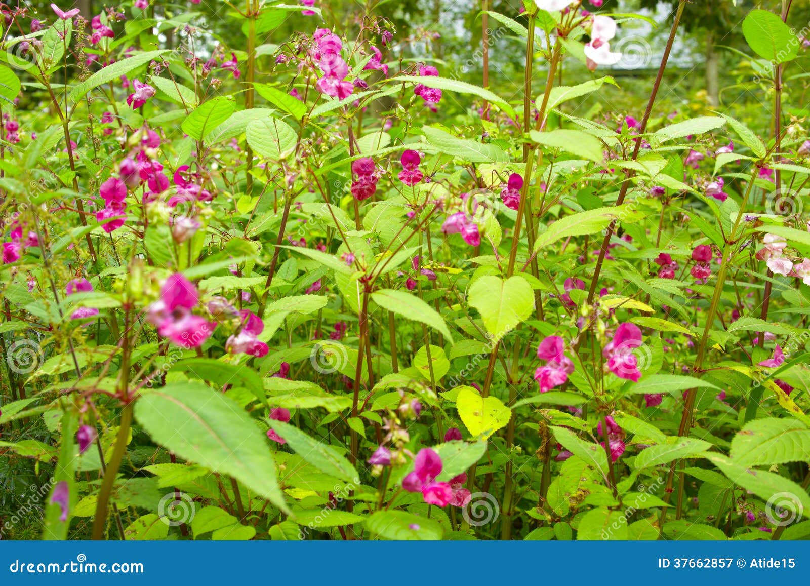Ornamental Jewelweed stock image. Image of leaves, glandulifera - 37662857