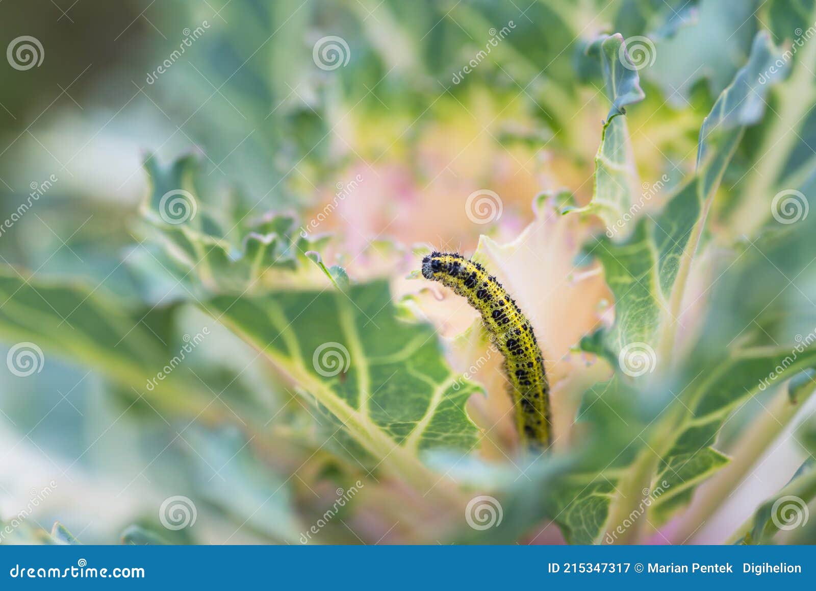 Ornamental Kale Head Damaged by Larva of Cabbage White Butterfly Pieris ...