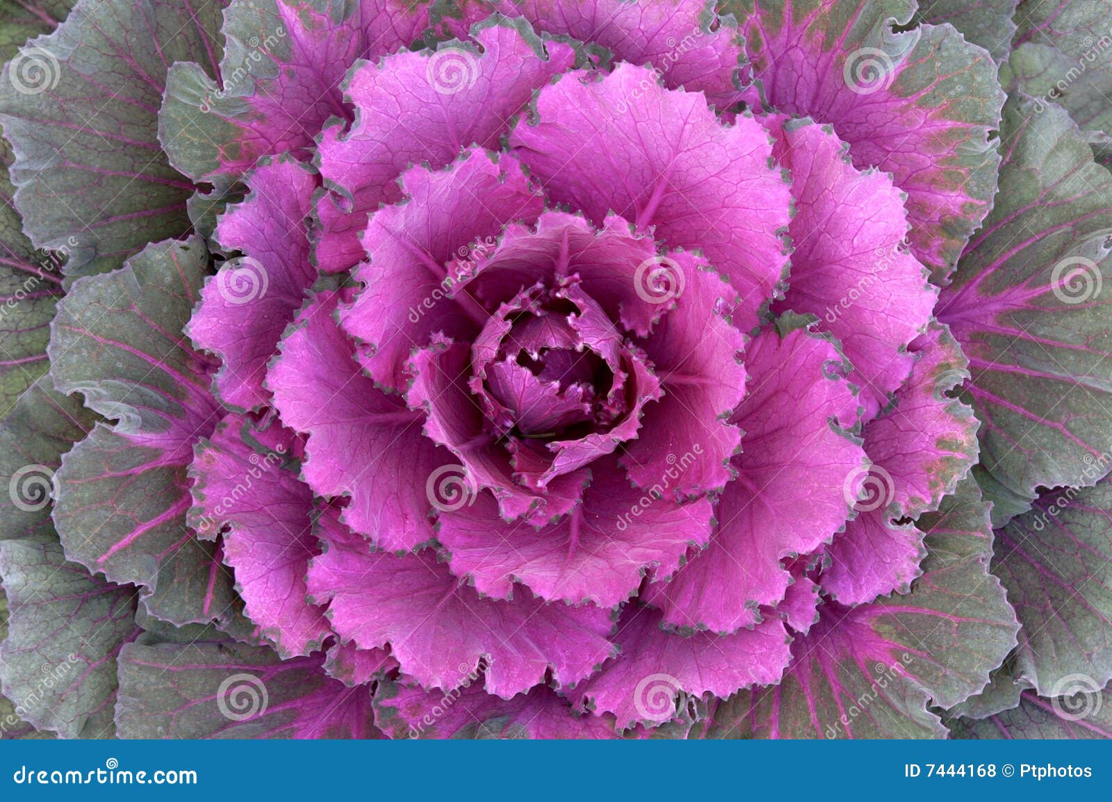 Ornamental Kale Brassica Oleracea Var. Acephala Stock Photo ...