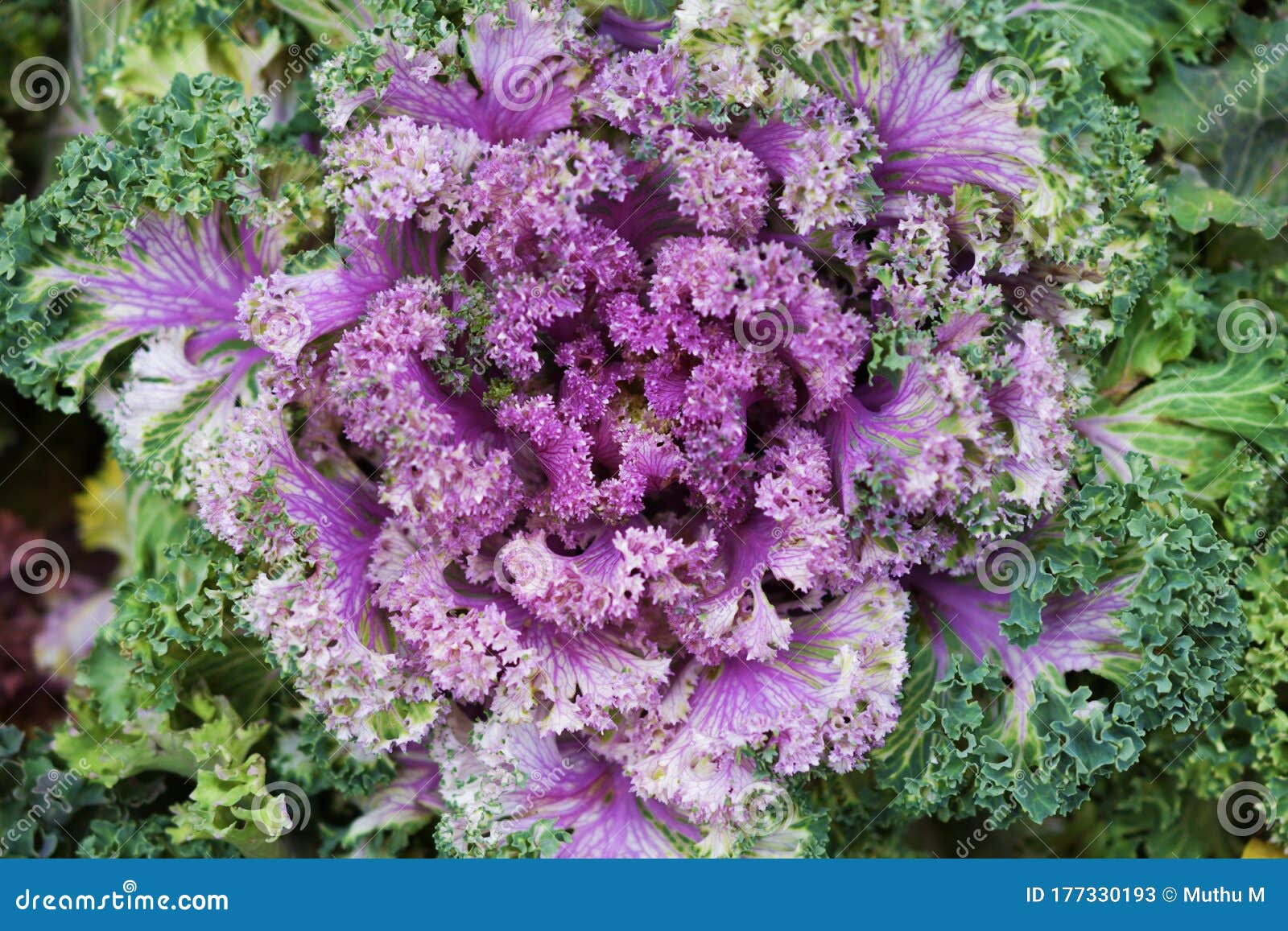 Ornamental Kale Plants Also Known As Flowering Kale Stock Image - Image ...