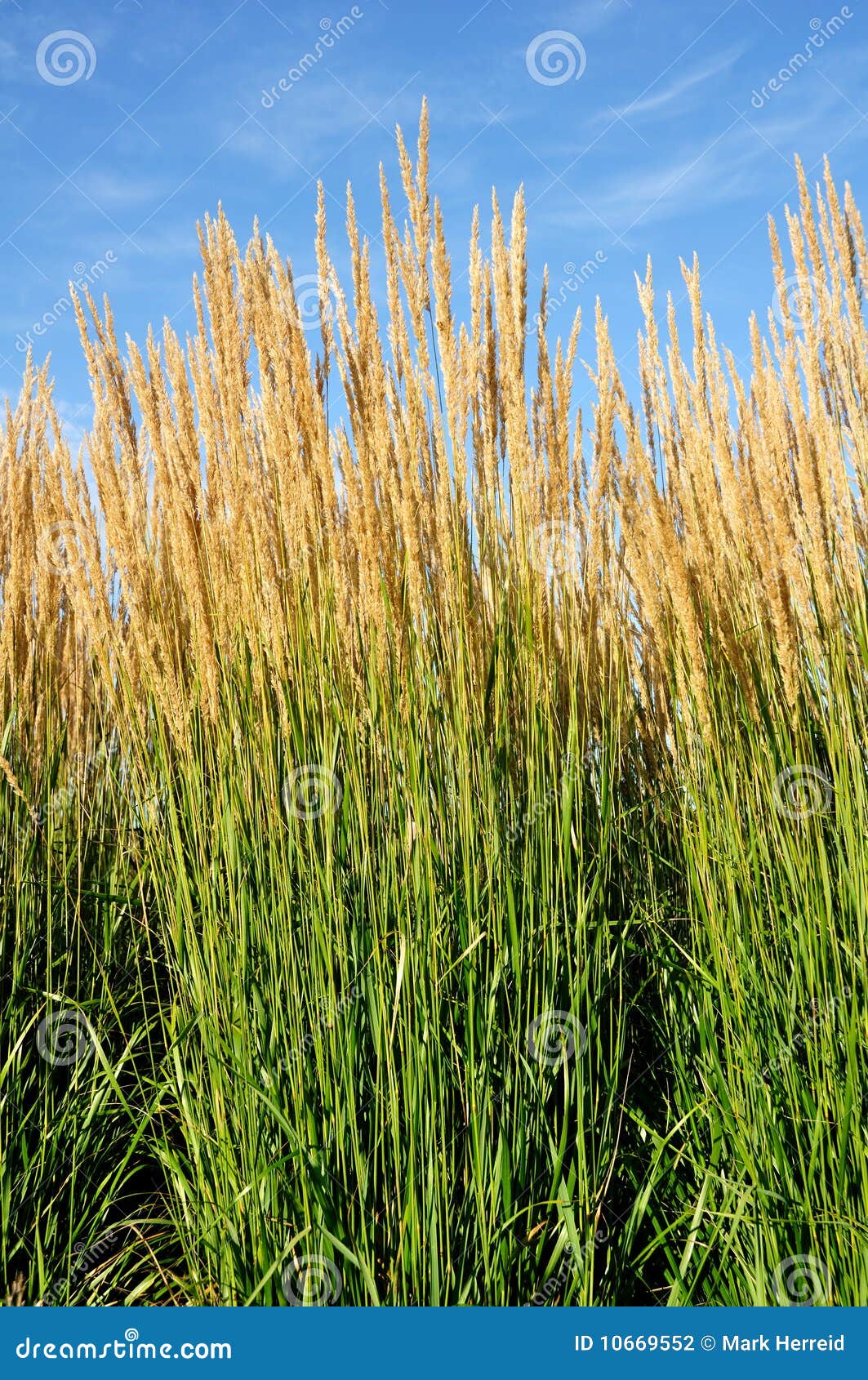 Ornamental Karl Foerster Feather Reed Grass Stock Photo - Image of ...