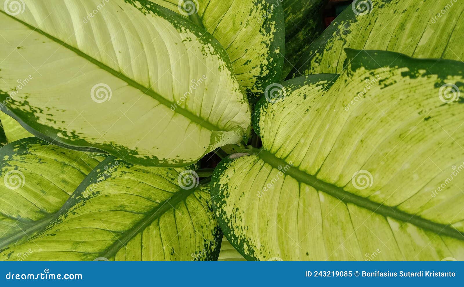 Ornamental leaf plant stock image. Image of leavespatterns - 243219085