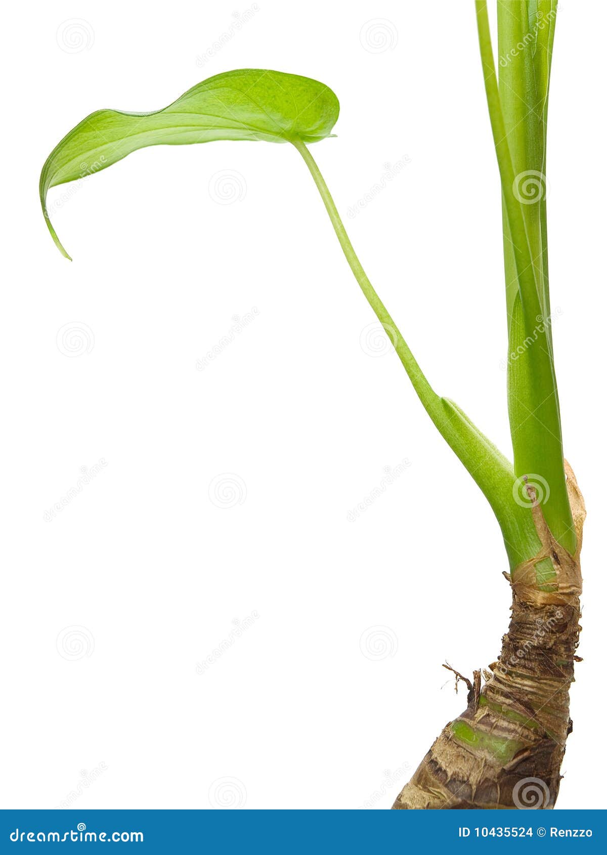 Ornamental Night-scented Lily Isolated on White Stock Photo - Image of ...