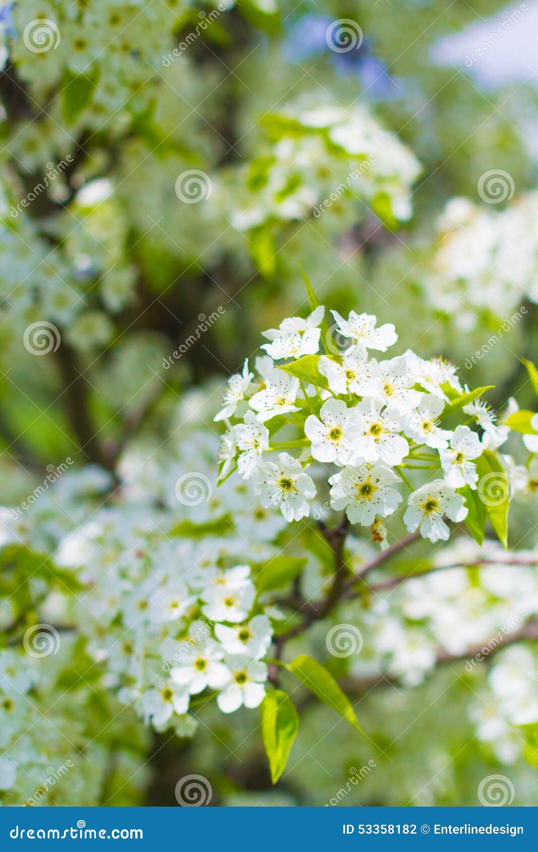 Ornamental Pear Tree Blooms Stock Photo - Image of spring, blossom ...