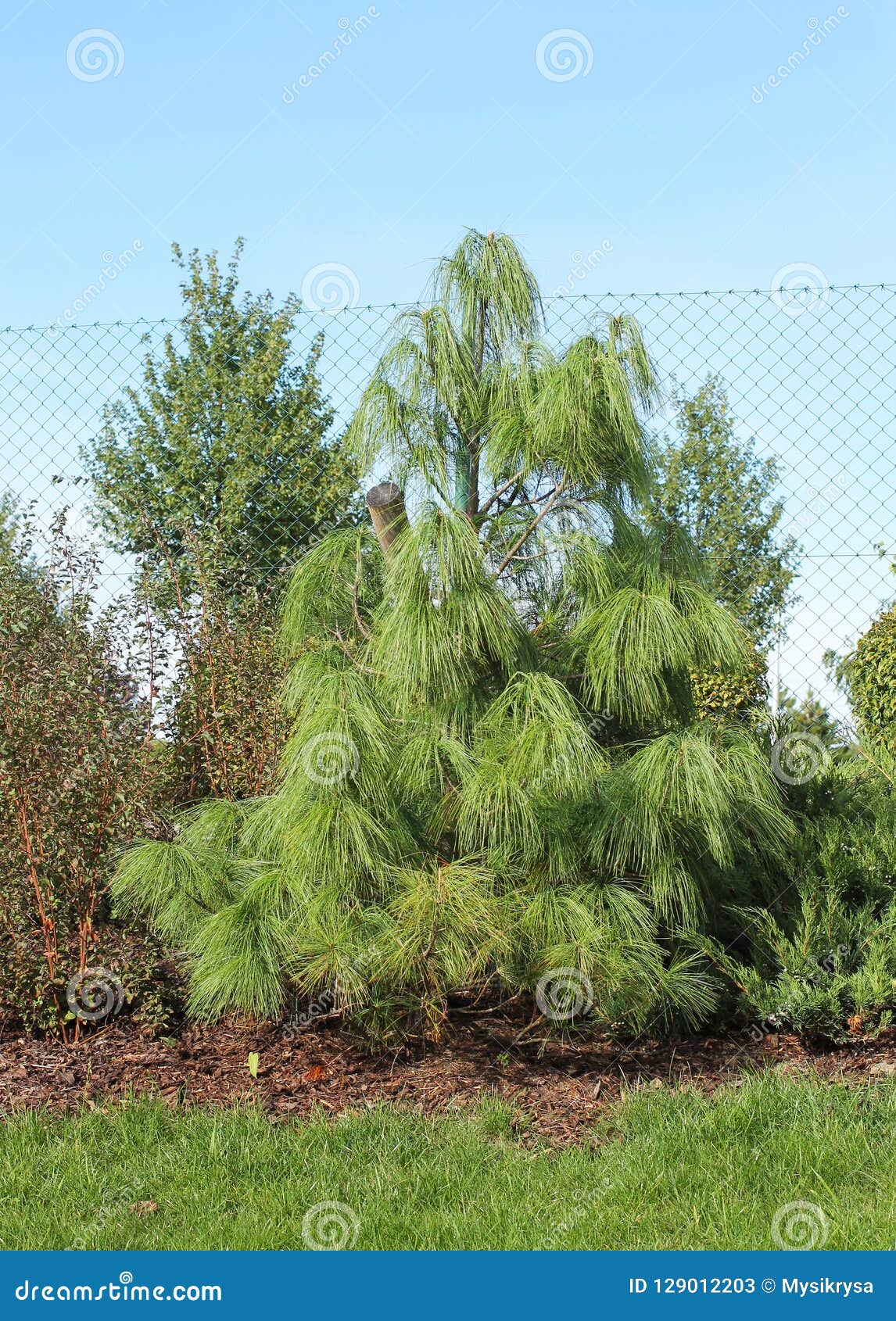 Ornamental pine stock image. Image of grow, gardening - 129012203