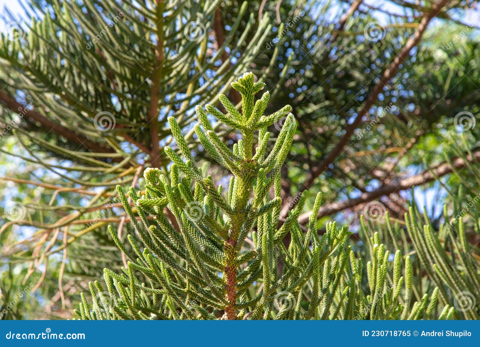 Ornamental Pine Tree in the Tropics. Stock Image - Image of pine ...