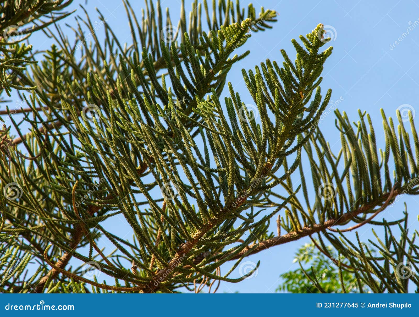Ornamental Pine Tree in the Tropics. Stock Image - Image of growth ...