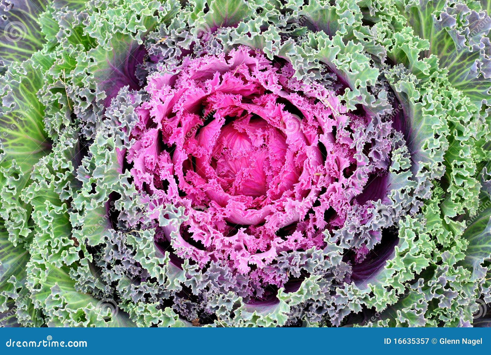 Ornamental pink cabbage stock image. Image of cabbage - 16635357