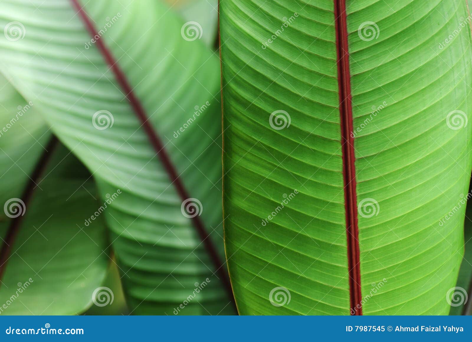 Ornamental Plant Blood Banana Stock Image - Image of color, foliage ...