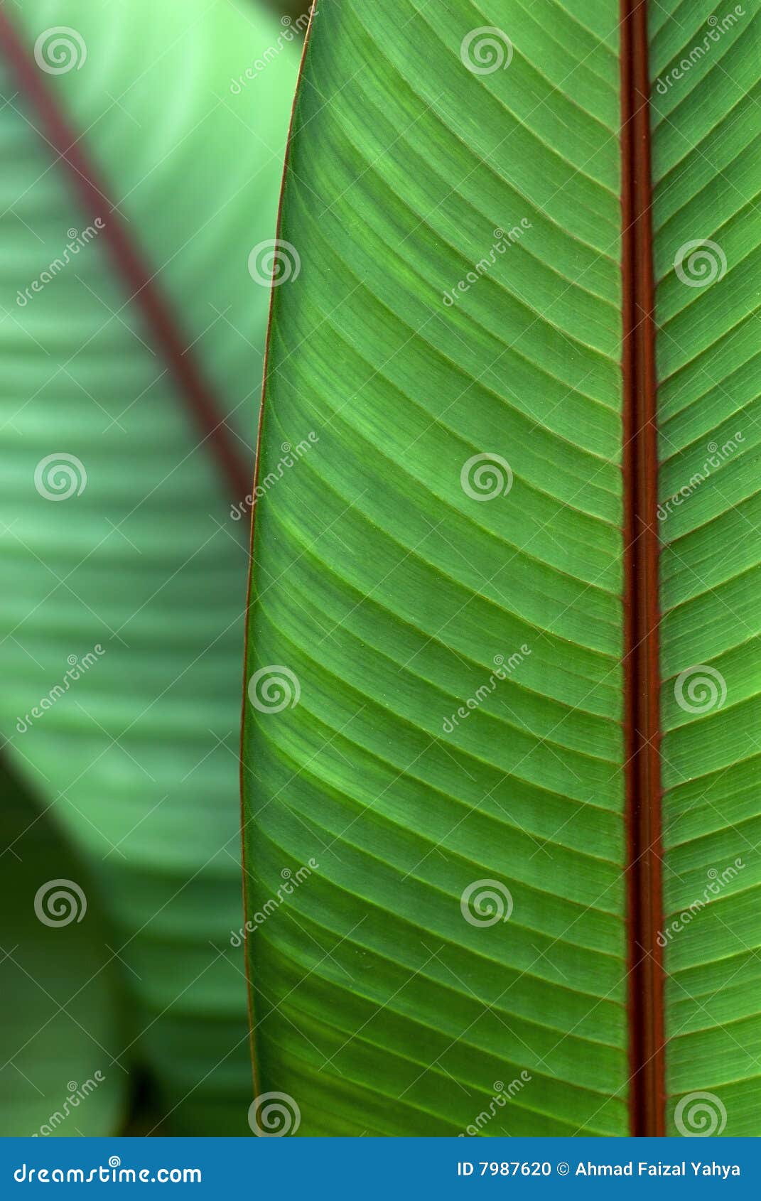 Ornamental Plant Blood Banana Stock Photo - Image of environment, grass ...