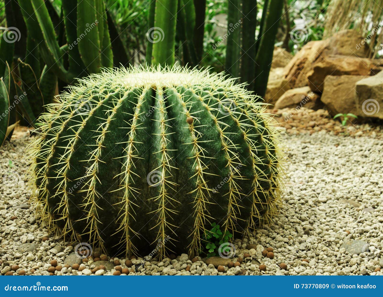 Ornamental plant a cactus stock image. Image of flora - 73770809