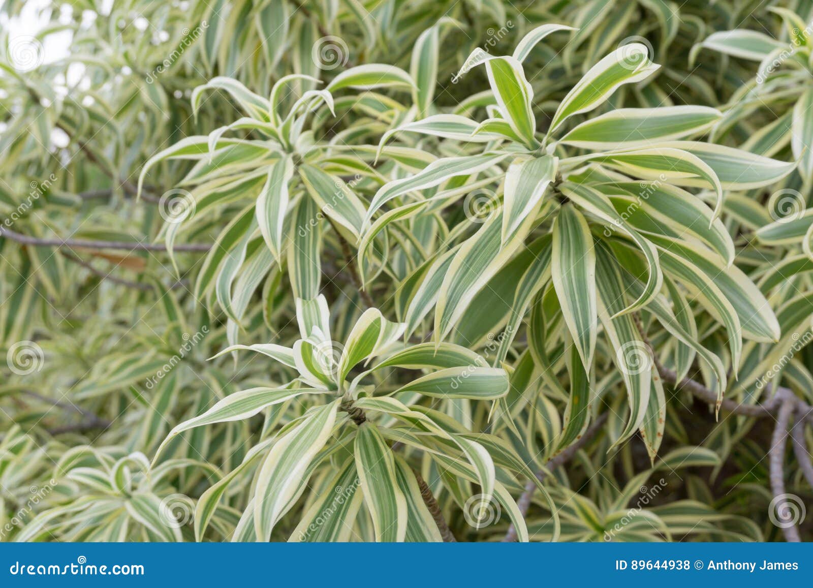 Ornamental plant stock photo. Image of green, bushes - 89644938 Ornamental plant stock photo. Image of green, bushes - 89644938
