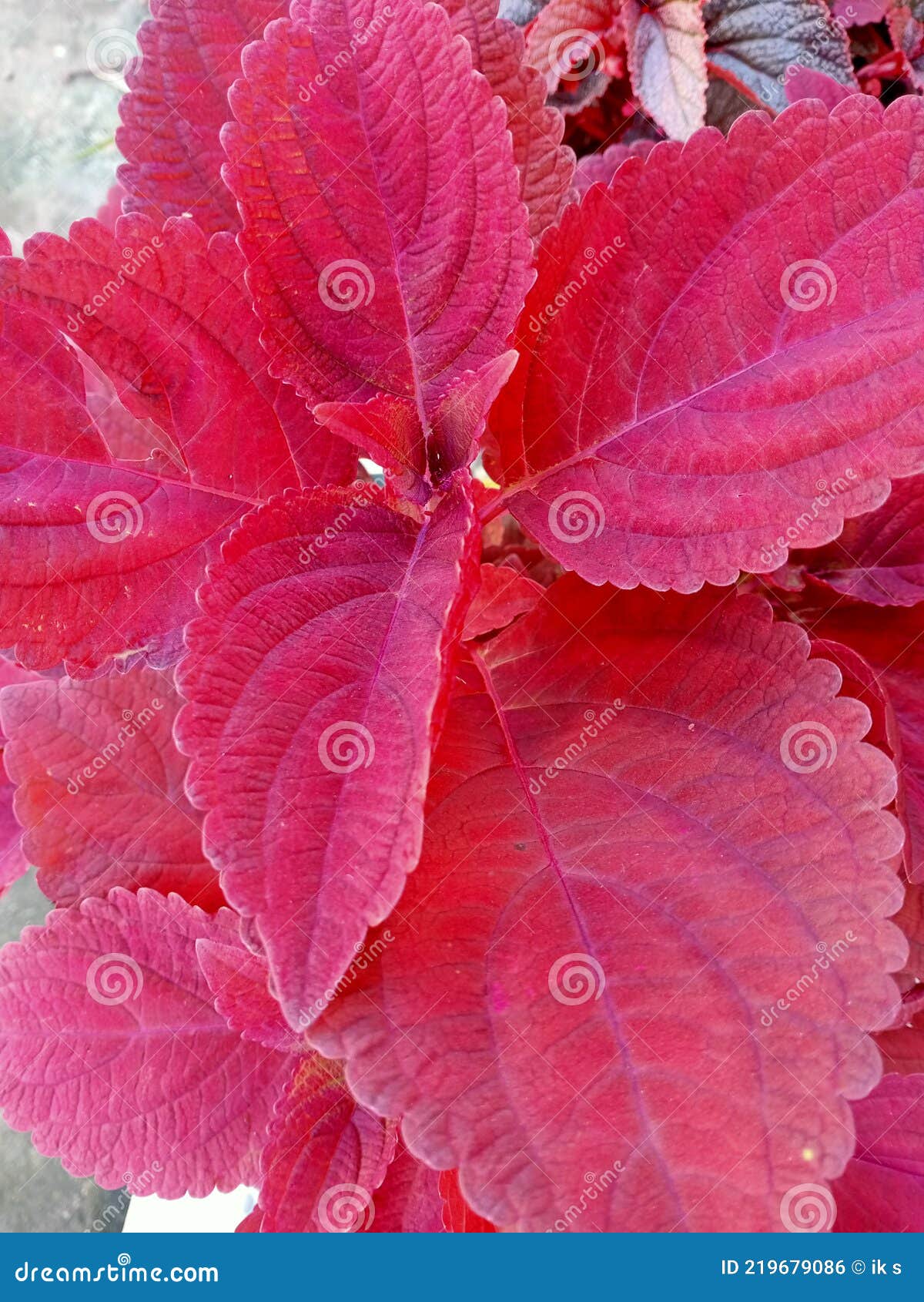 Ornamental Plant with Deep Red Leaves Stock Photo - Image of plant ...