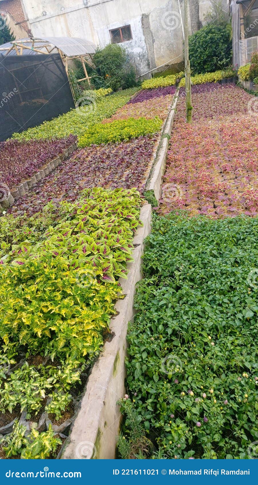 Ornamental plant gradation stock image. Image of agriculture - 221611021