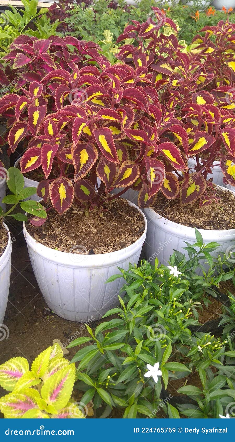 Ornamental plant grouping stock image. Image of herb - 224765769