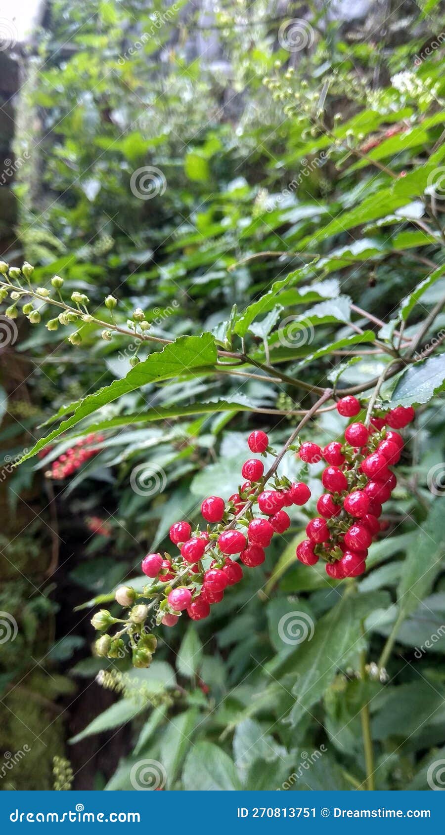 Ornamental Plant that Has Fruit Like Very Small Red Grapes Stock Image ...
