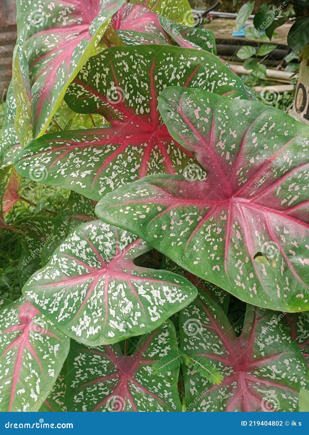 Ornamental Plant Pink Taro Leaves Stock Photo - Image of ornamental ...