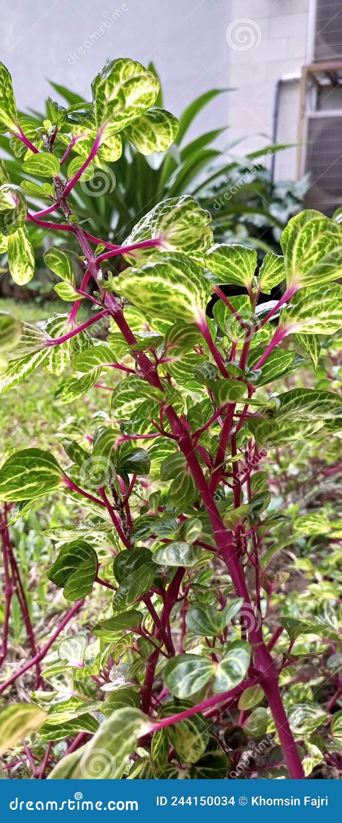 Ornamental Plant with Red Stems and Green Leaves Stock Photo - Image of ...