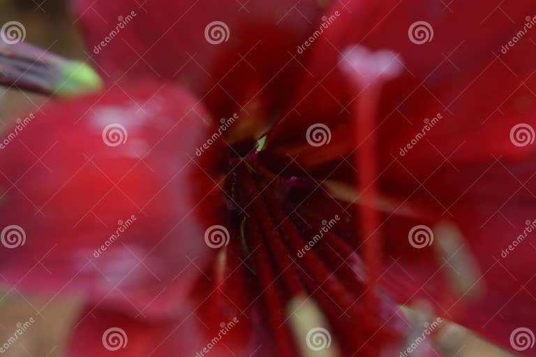 Ornamental Plants Amaryllis Flowers are Red, Have Various Types. Grows ... Ornamental Plants Amaryllis Flowers are Red, Have Various Types. Grows ...