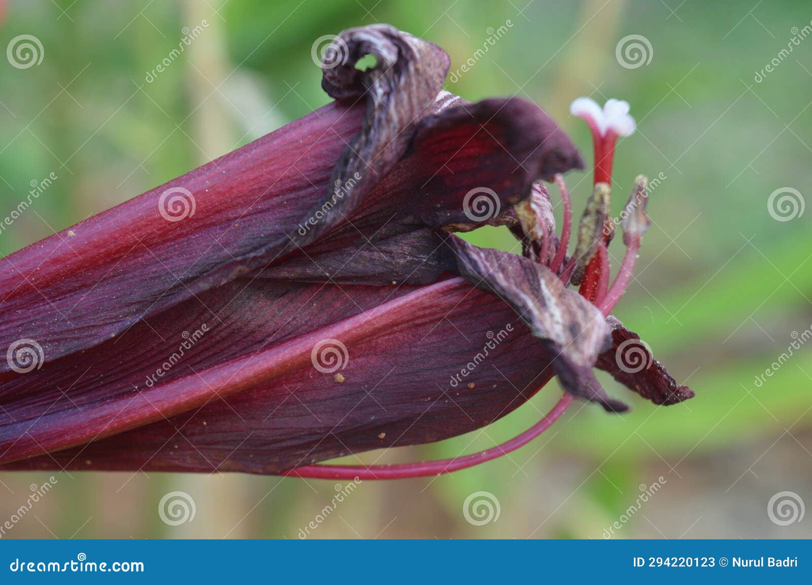 Ornamental Plants Amaryllis Flowers are Red, Have Various Types. Grows ... Ornamental Plants Amaryllis Flowers are Red, Have Various Types. Grows ...