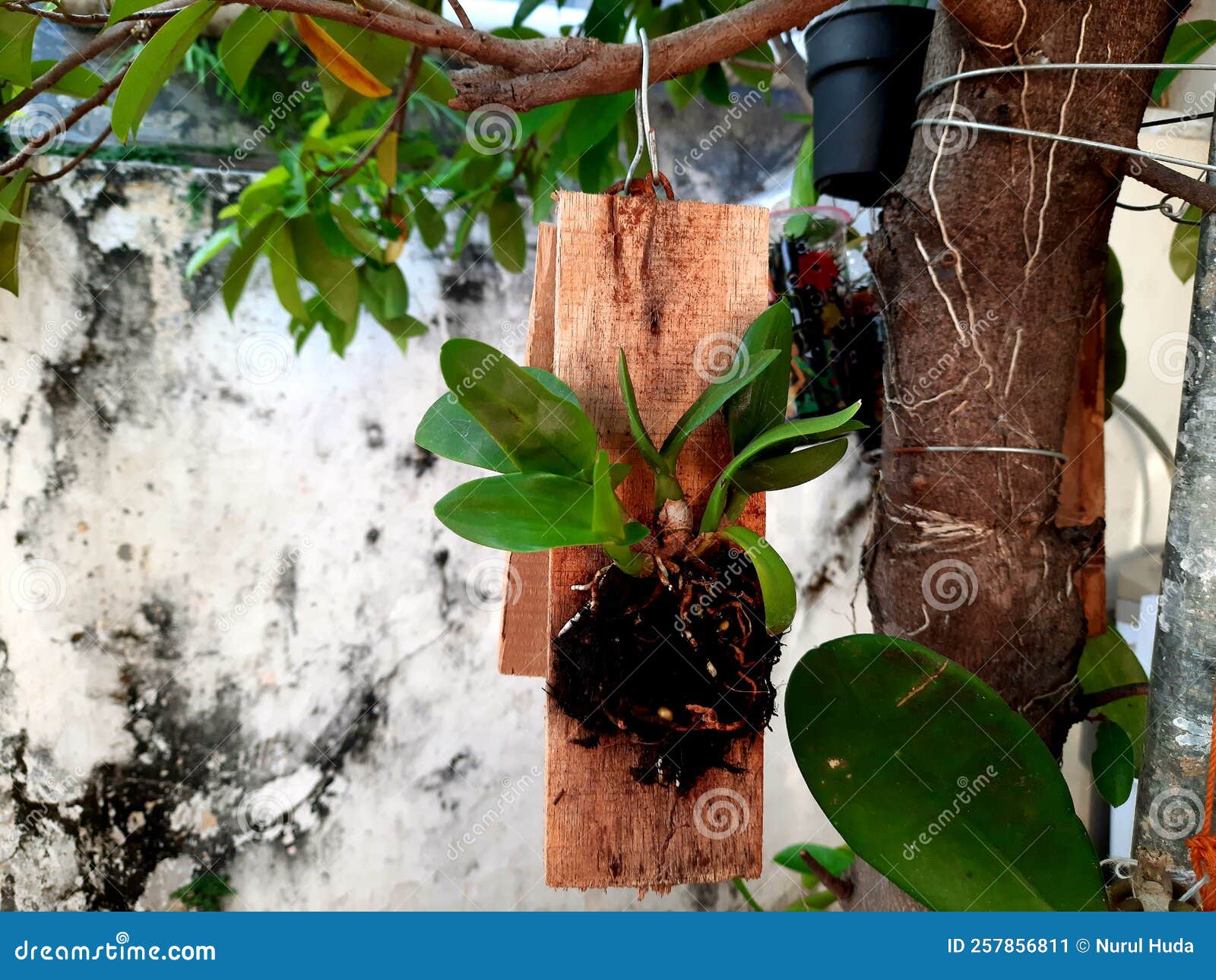 Ornamental Plants Attached To the Wood and Hanging on the Tree Stock ...