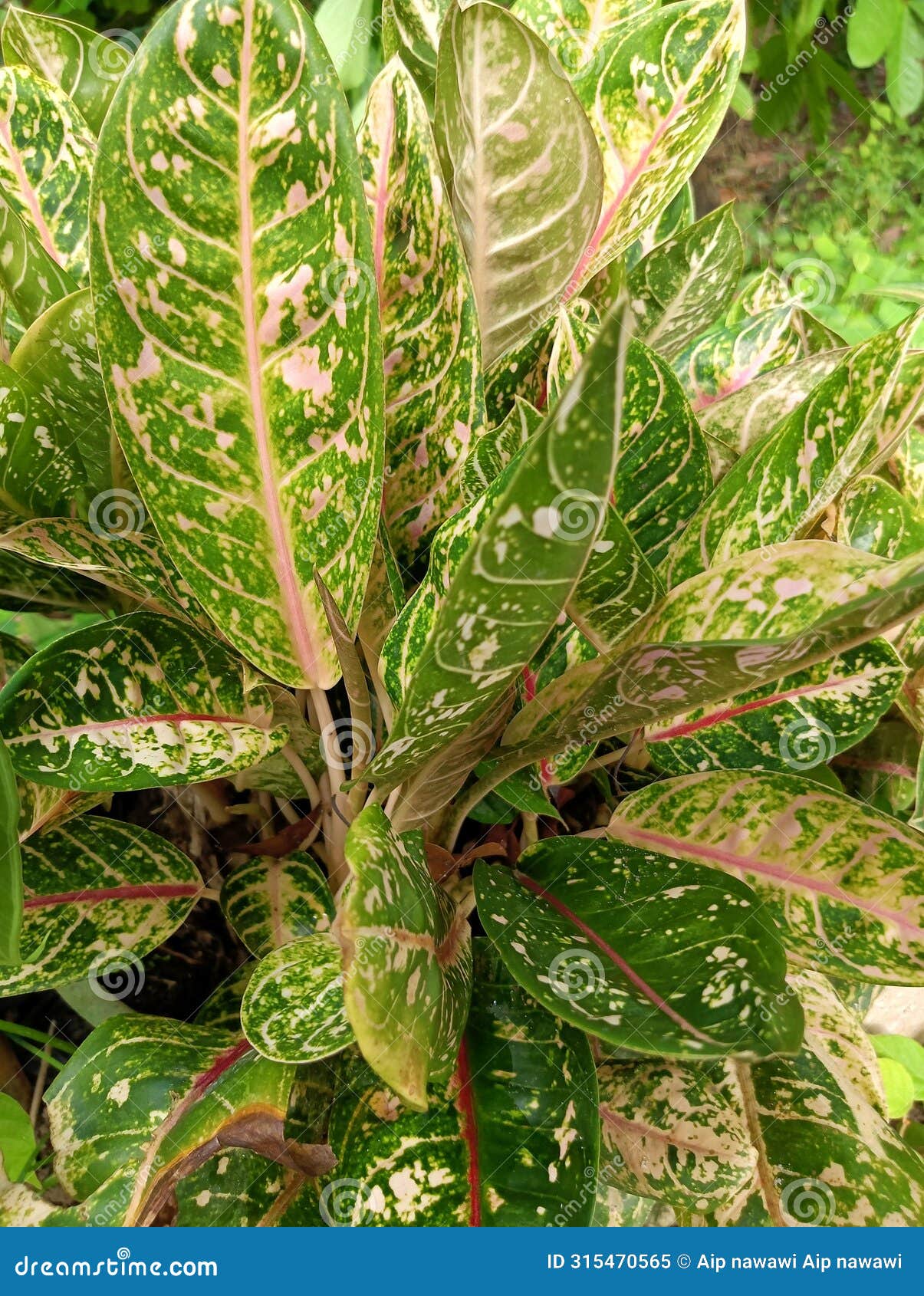 Ornamental Plants with Beautiful Leaf Patterns Stock Image - Image of ...