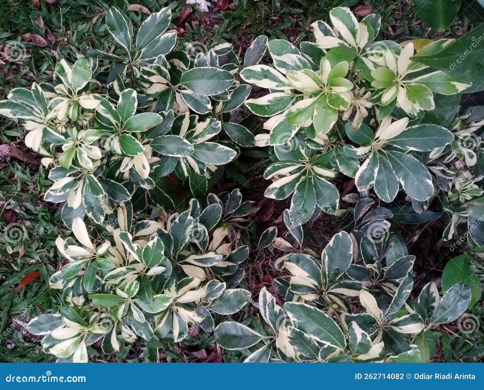 Ornamental Plants that Color the School Environment Stock Photo - Image ...