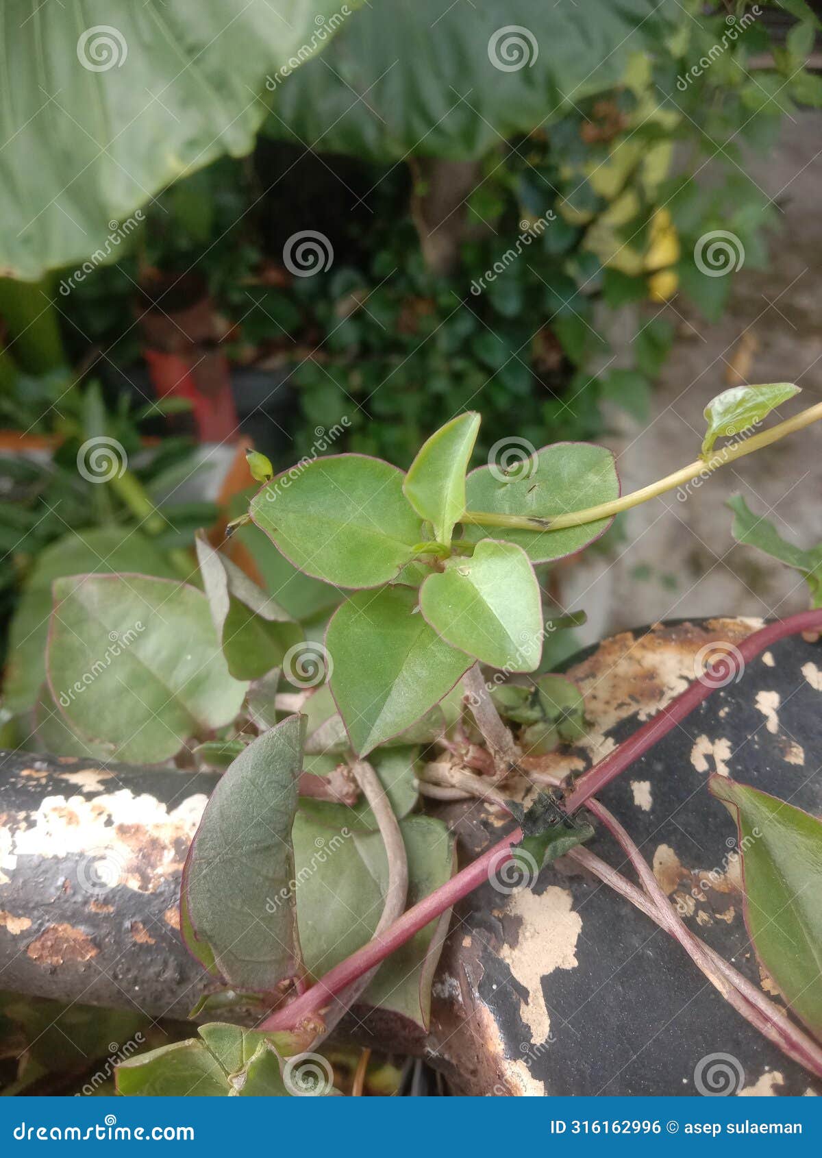Ornamental Plants that Creep at Home Experts Stock Photo - Image of ...