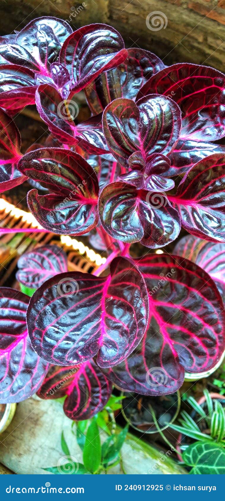 Ornamental Plants with Different Leaf Bone Textures Than Usual are Very ...