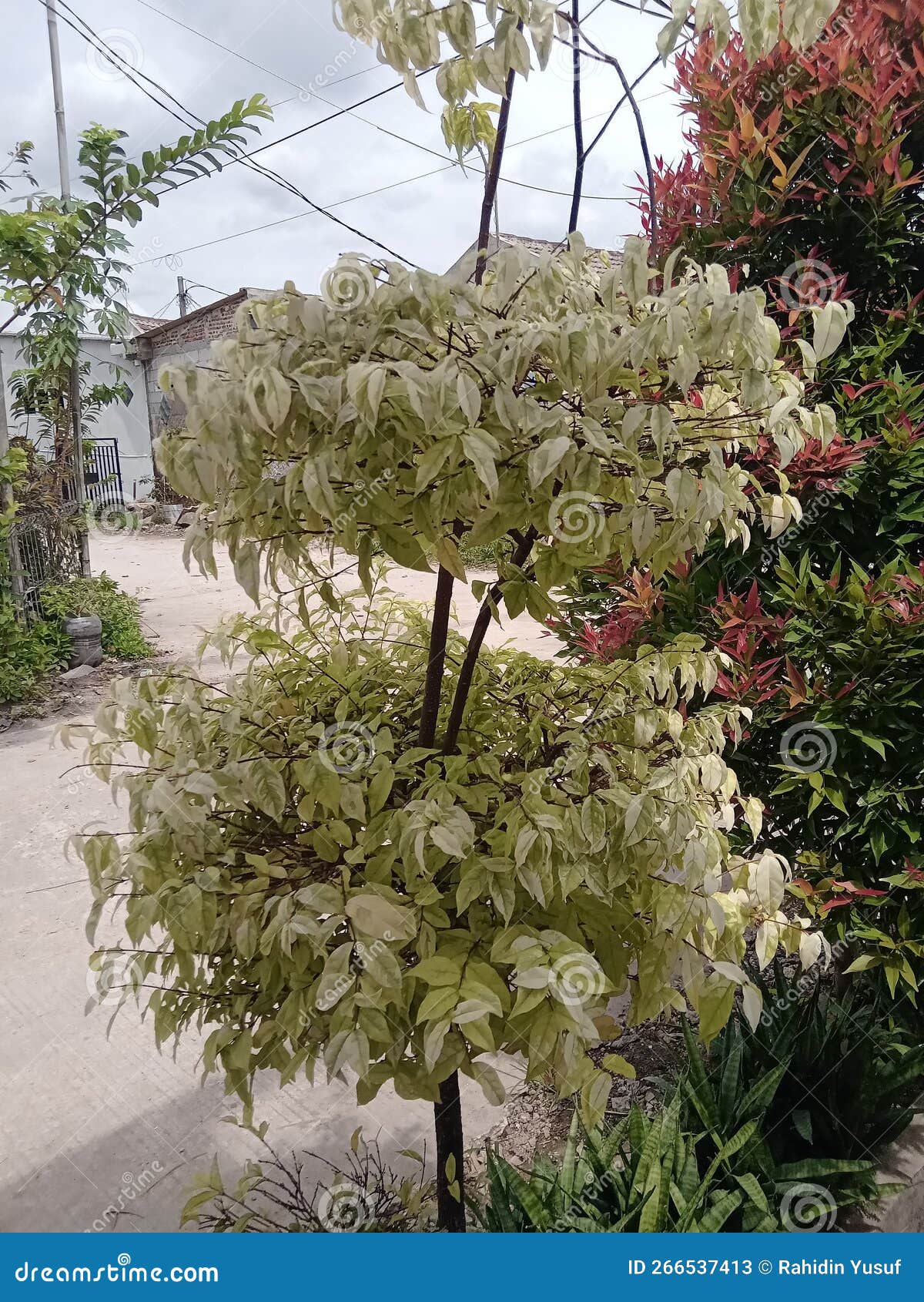 Ornamental Plants in Front of the House Stock Image - Image of front ...