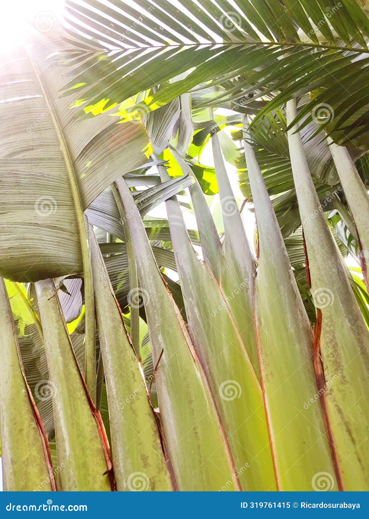 Close Up Green Palm Leaf Texture Leaf Of Bottle Palm Tree Stock Image
