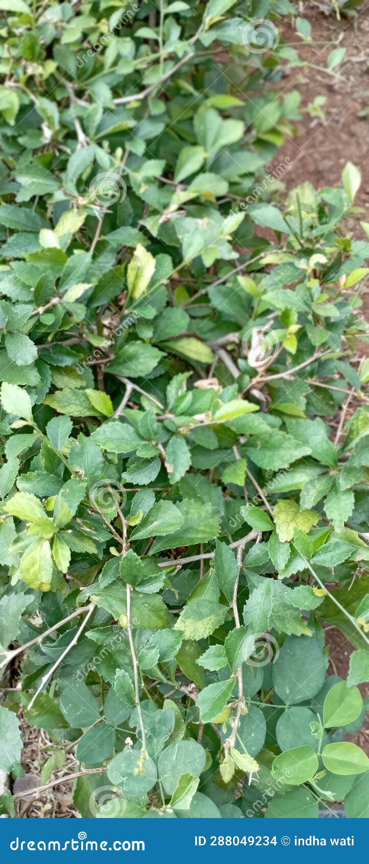 Ornamental Plants Growing Around the Garden Stock Photo - Image of ...